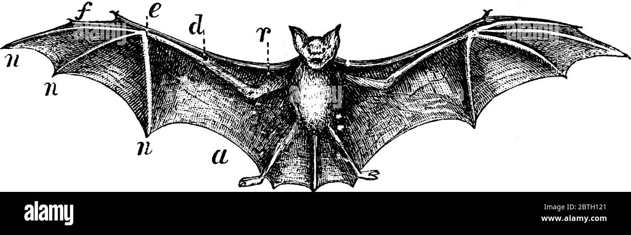 A mammal with large wings which are actually its forelimbs used for ...