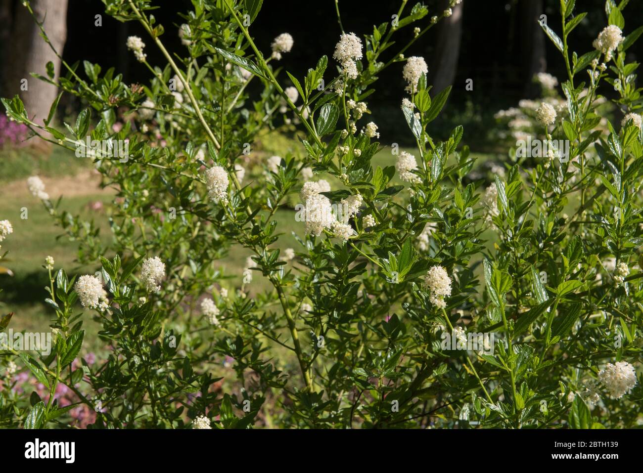 Spring Flowering White Californian Lilac (Ceanothus thyrsiflorus ...