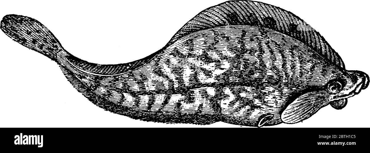 Flounder, flatfish that live in ocean waters, vintage line drawing or ...