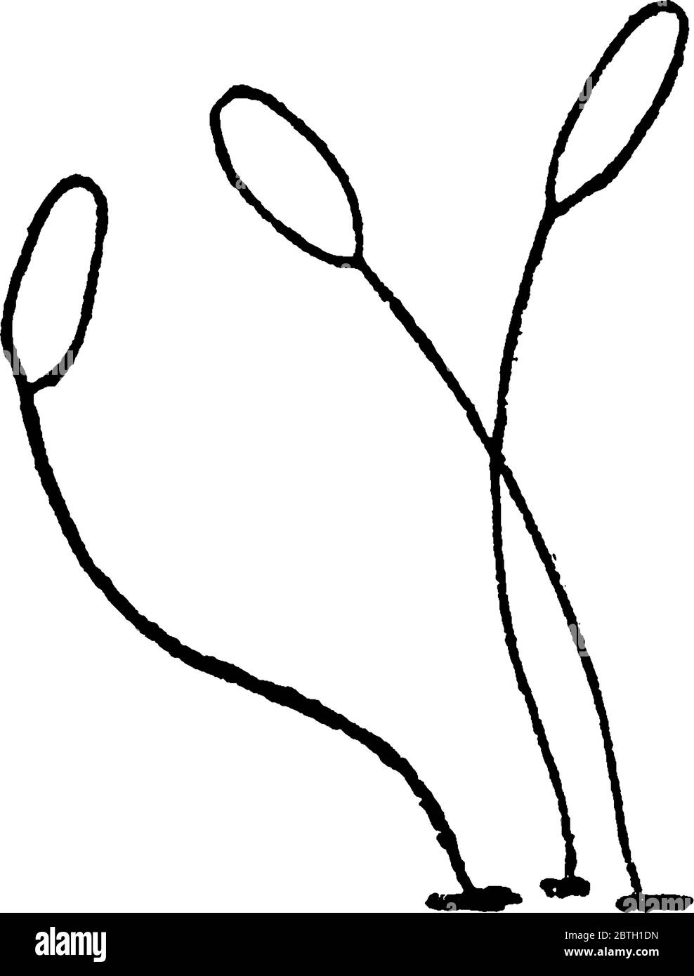 Image showing laced wing fly's eggs, vintage line drawing or engraving ...