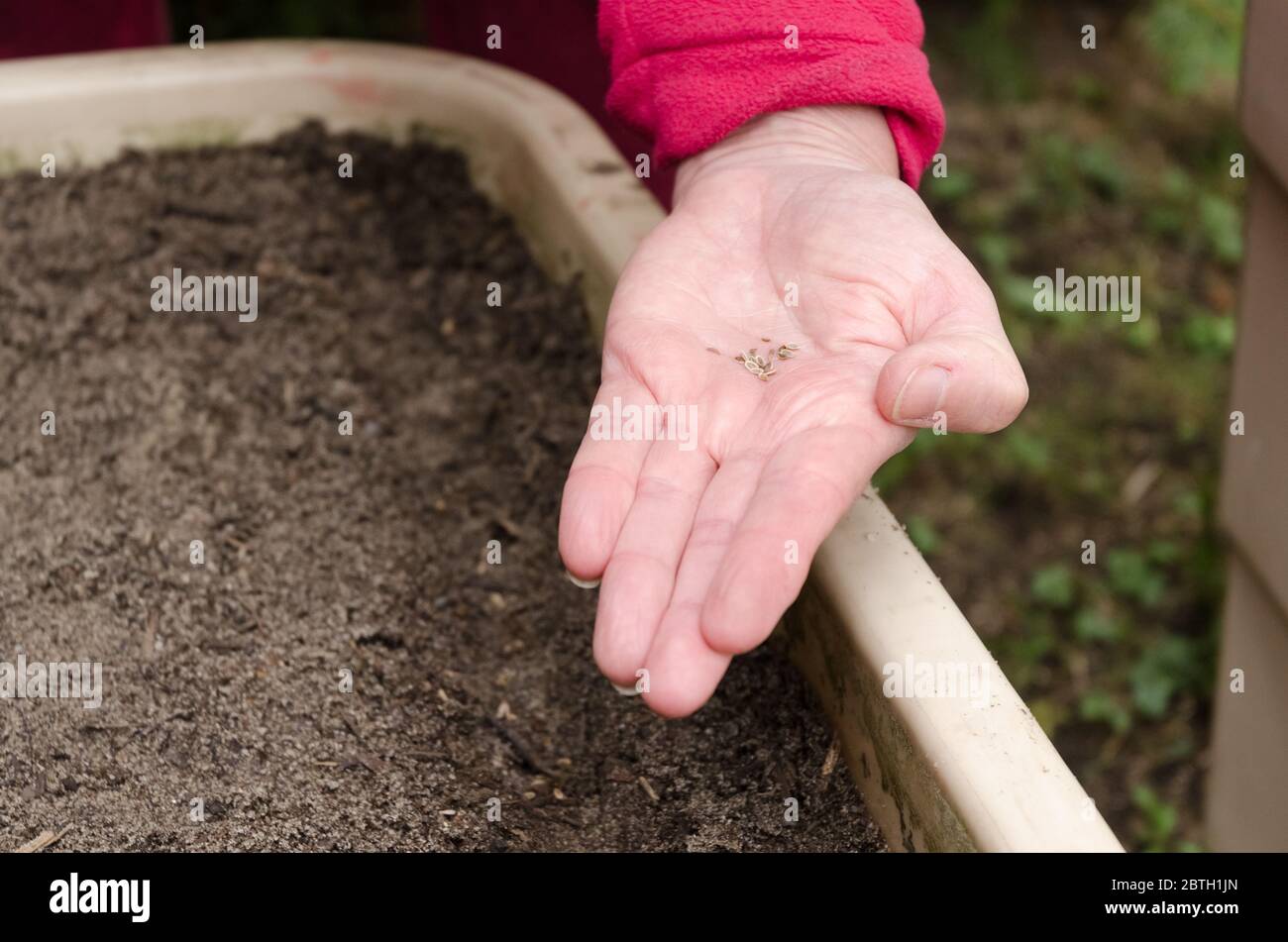 Seeds and hands planting hi-res stock photography and images - Alamy