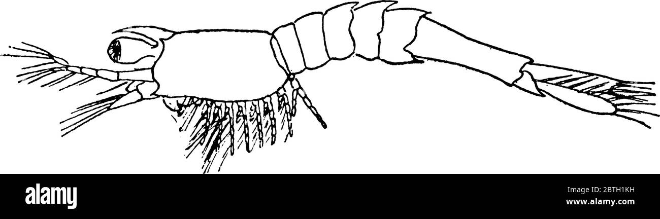 Mysis Stock Vector Images - Alamy