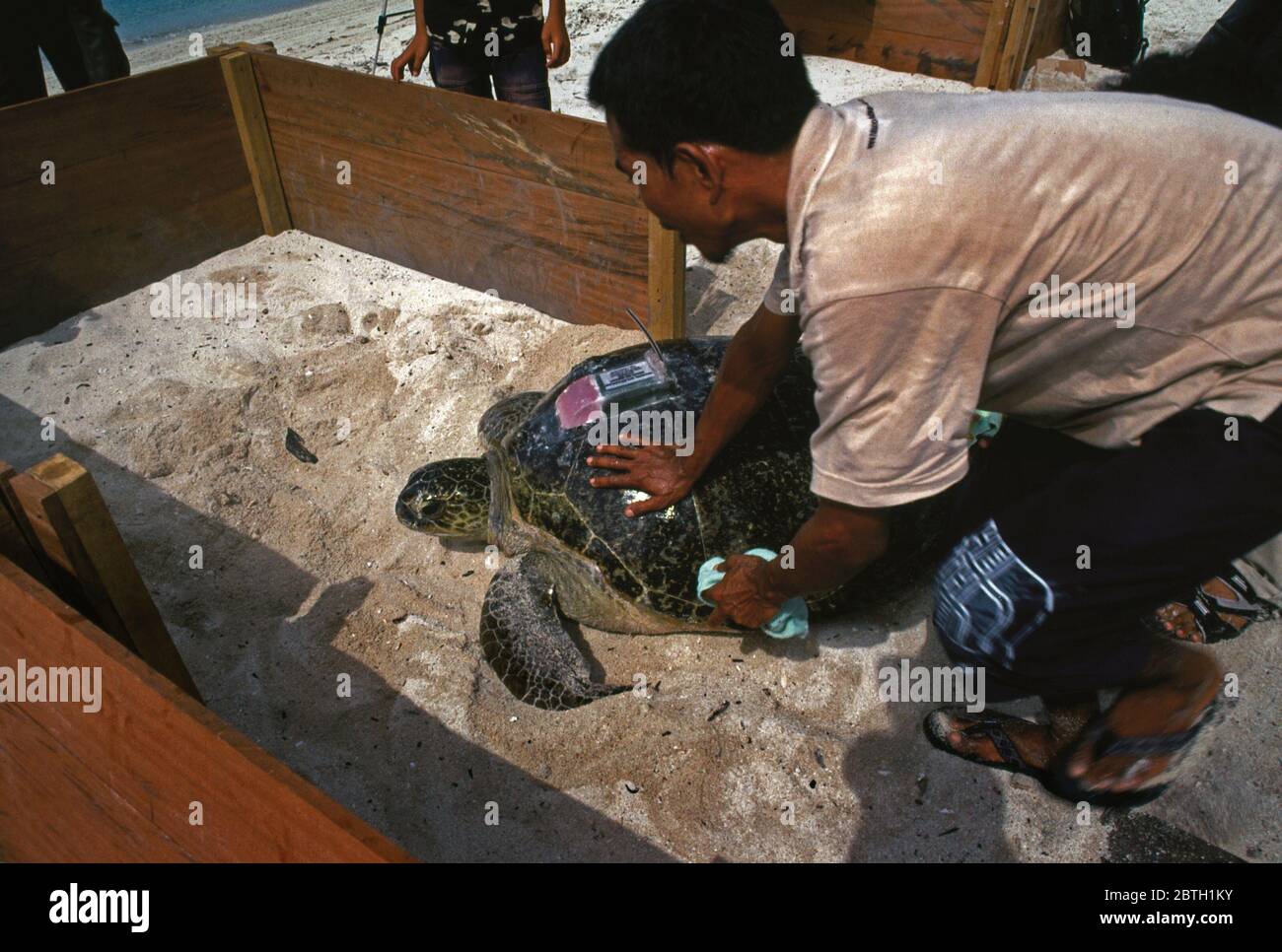 Sea turtle tracker hi-res stock photography and images - Alamy