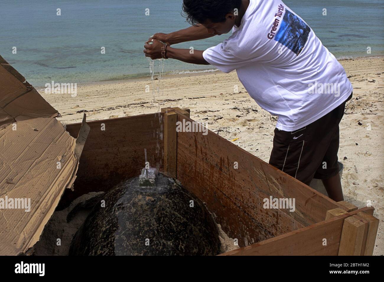 Green Sea Turtles Released With Satellite Transmitters To Track Their ...