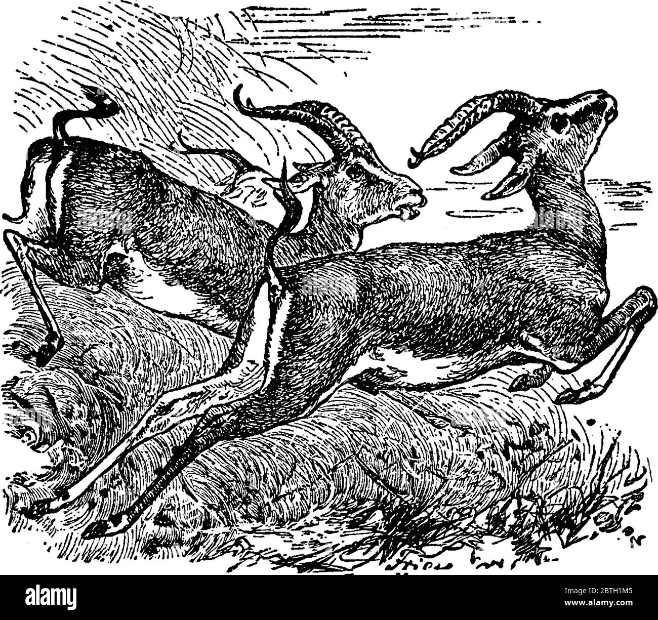 Swift animals Stock Vector Images - Alamy