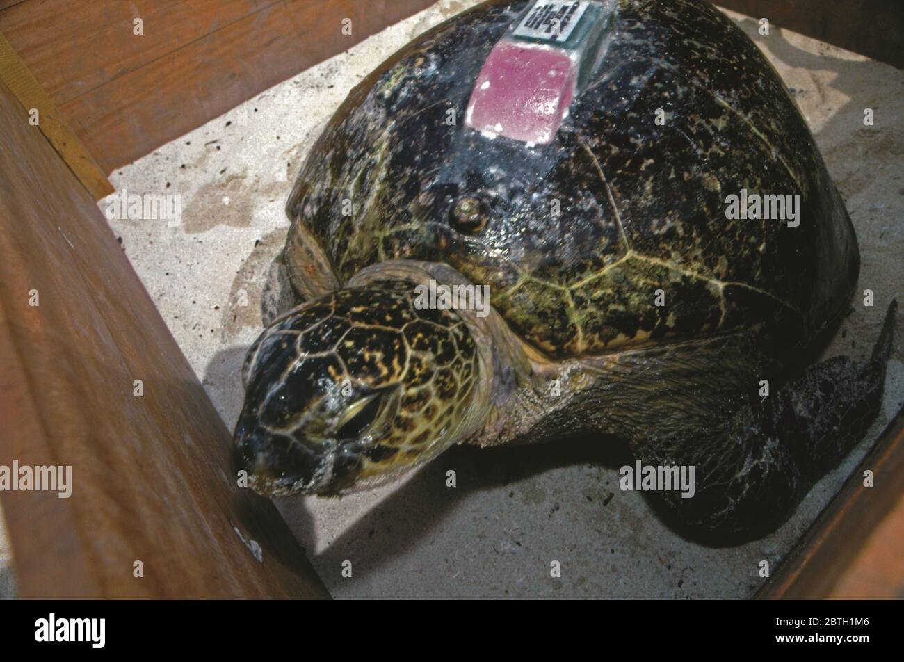 Sea turtle satellite tracker hi-res stock photography and images - Alamy