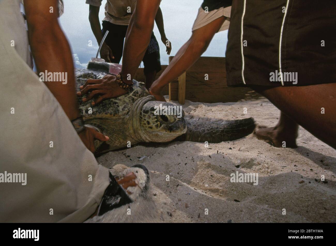 Green Sea Turtles Released With Satellite Transmitters To Track Their ...