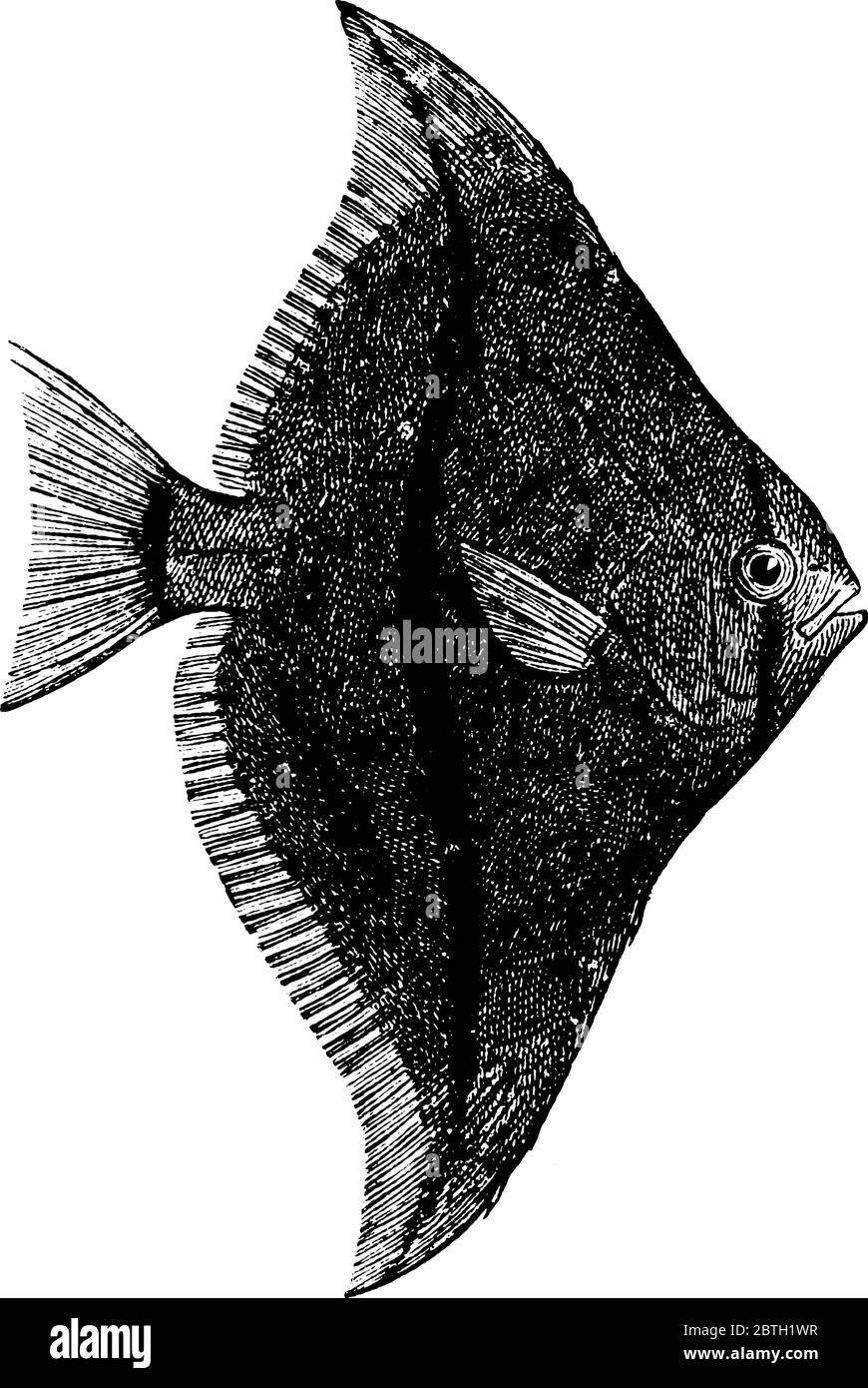 A flat fish that is named because of its flat body, has large fins ...