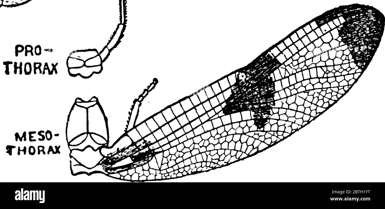 The body section of Mayfly after the head is called thorax, this ...
