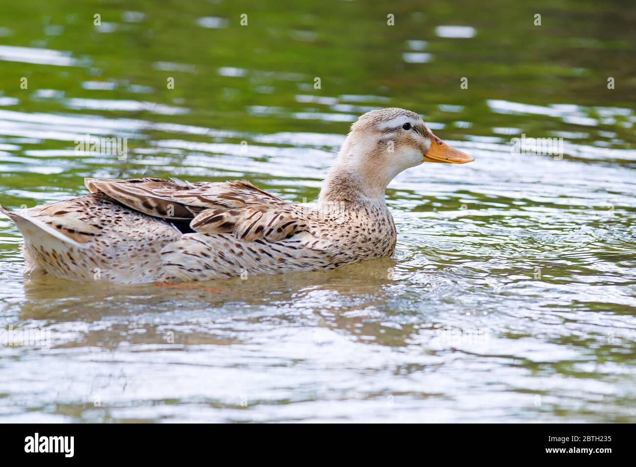 Summer duck hi-res stock photography and images - Alamy