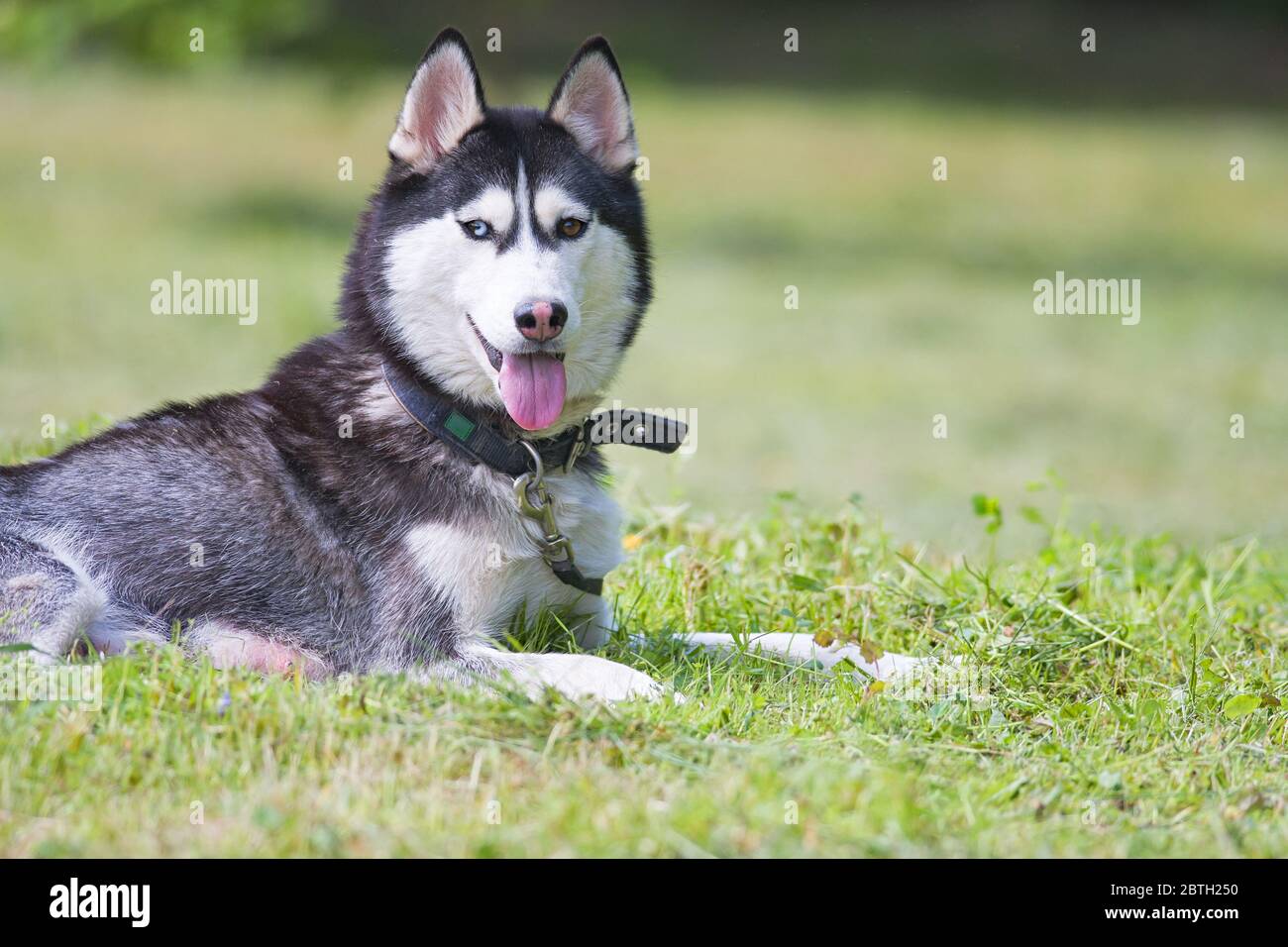 Cute siberian husky play on grass. Cute dog Stock Photo - Alamy