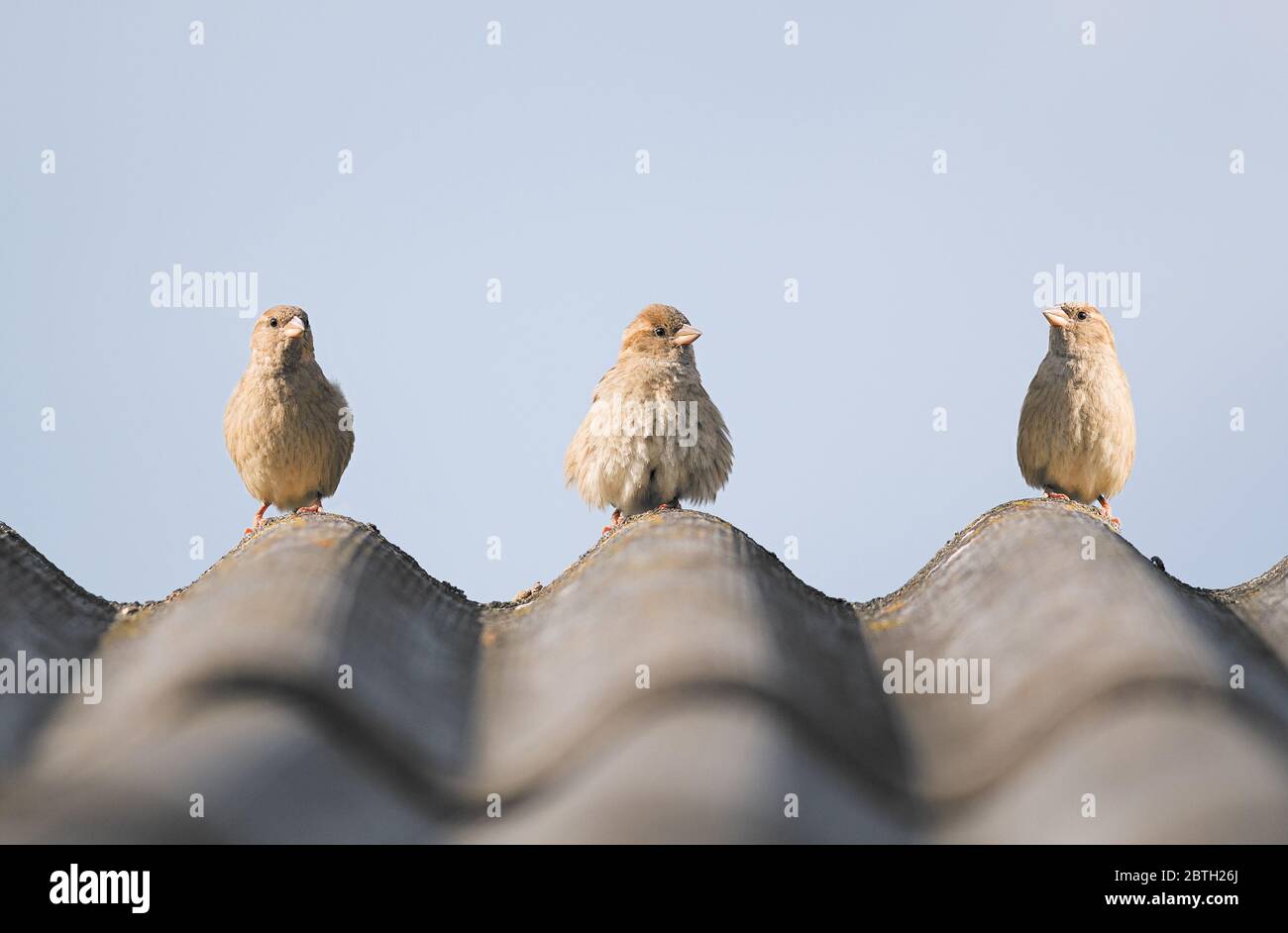 Sparrows sitting on the roof top. A close up Stock Photo - Alamy