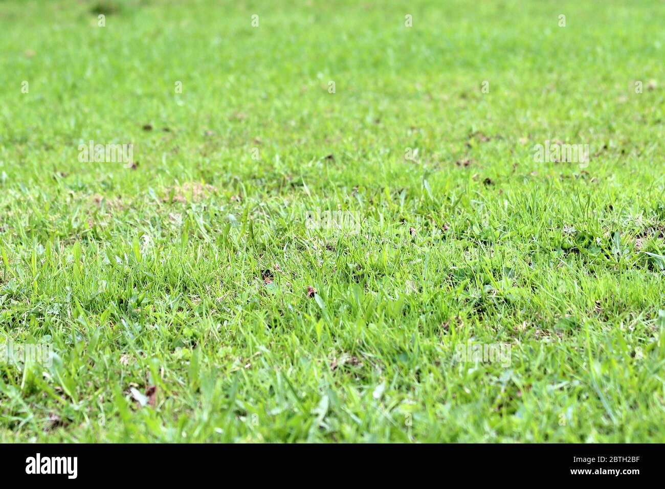 Lush bright green grass on the lawn. Not cut lawn, young shoots in ...