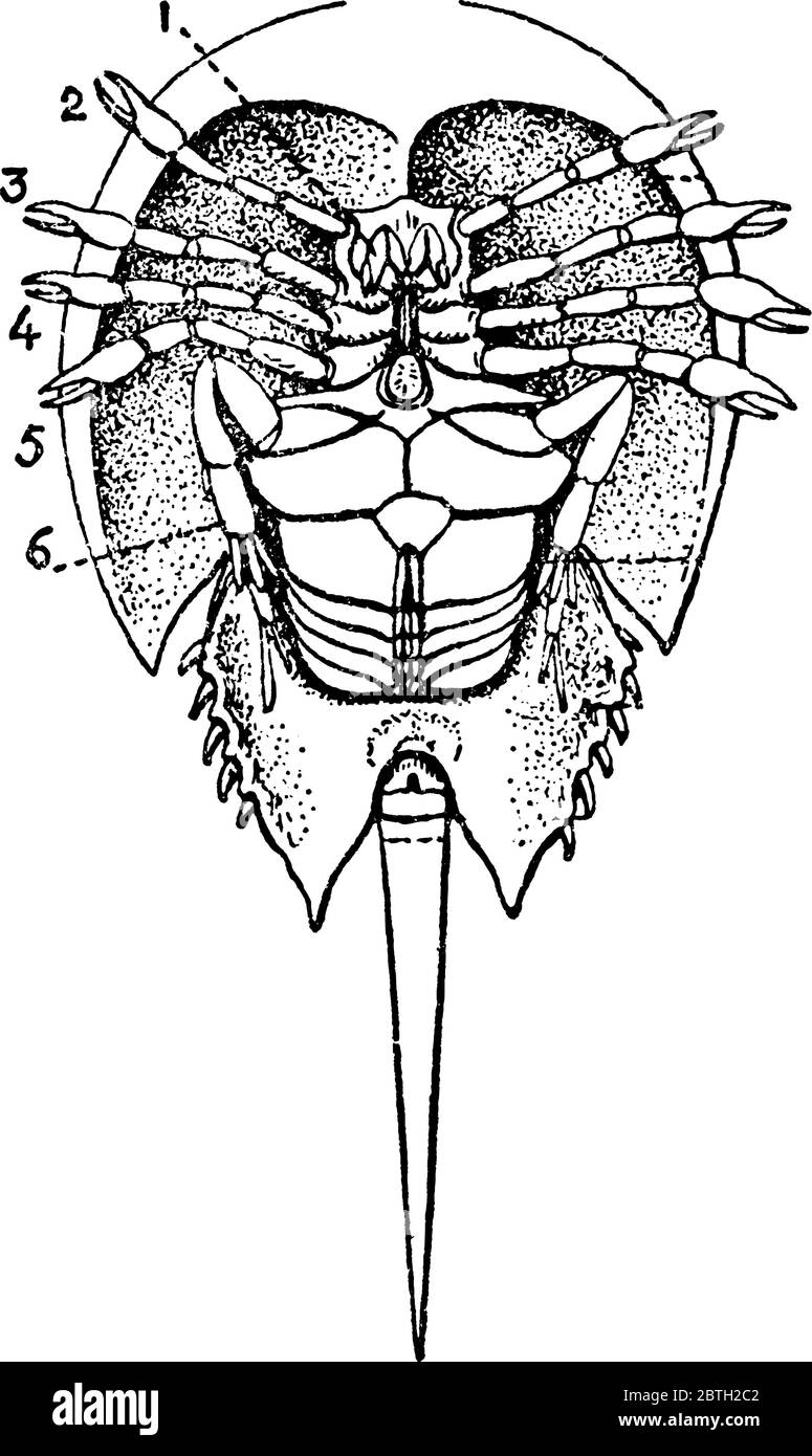 A typical representation of the ventral view of Limulus polyphemus ...