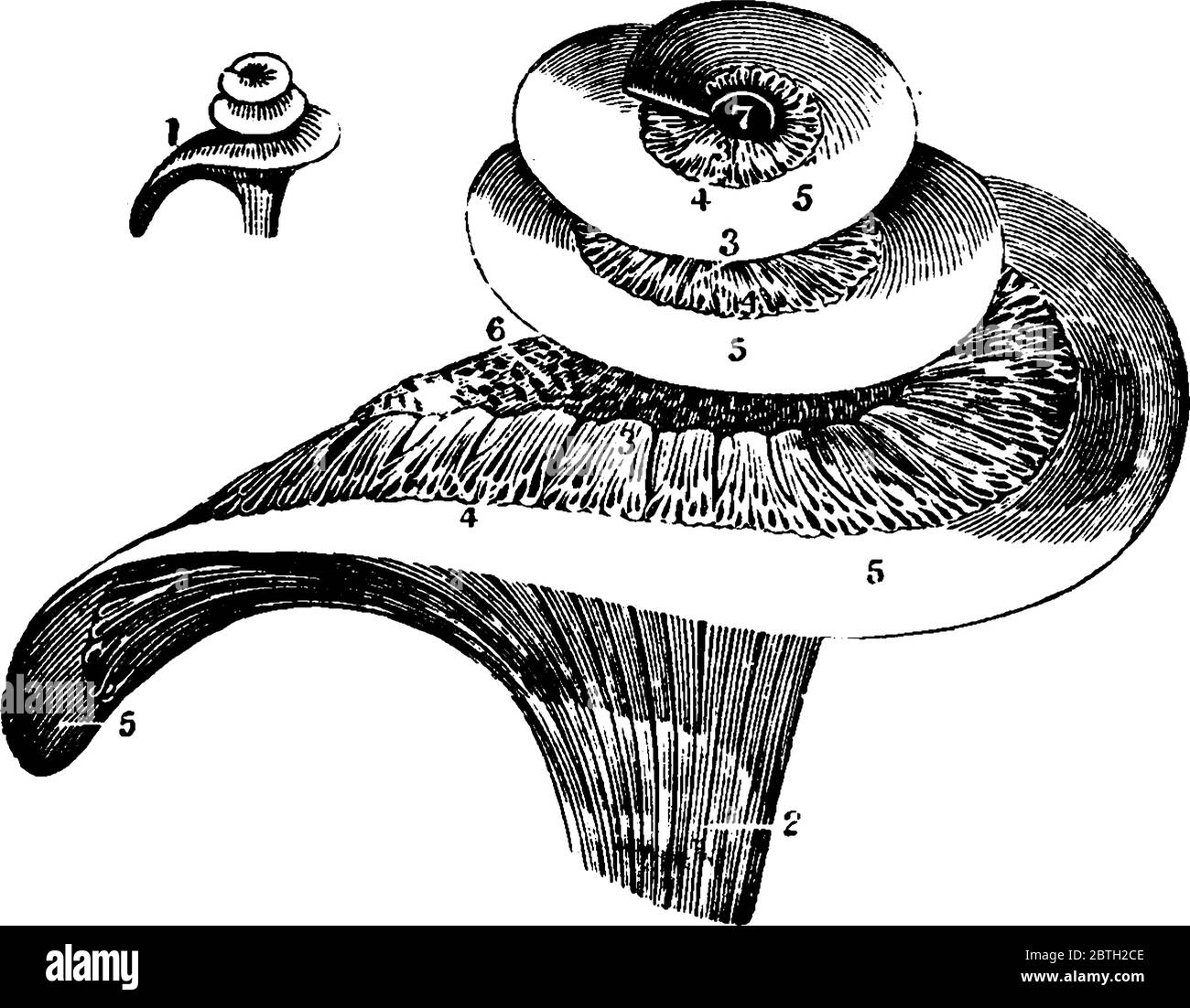 A Snail Shaped Tube called cochlea, it is filled with fluid and ...