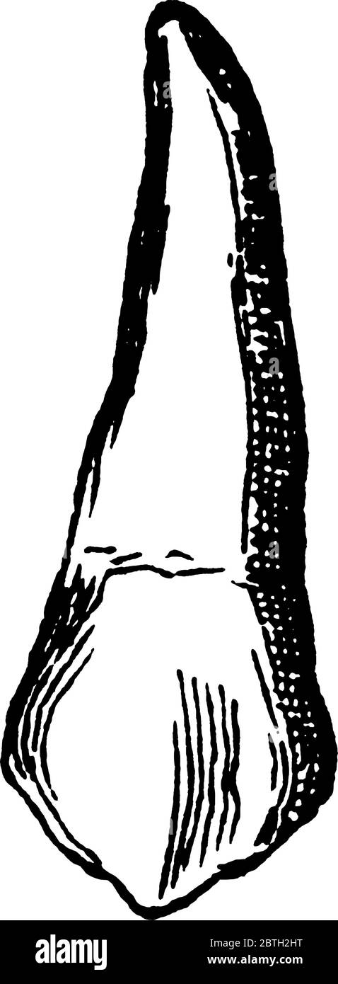 A typical representation of a bicuspid tooth that is long and pointed ...