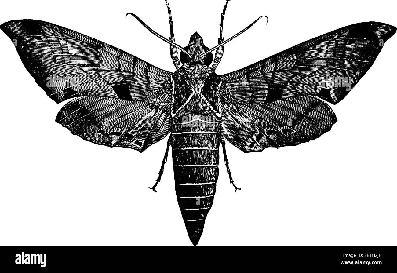 Triangular shaped moth Stock Vector Images - Alamy