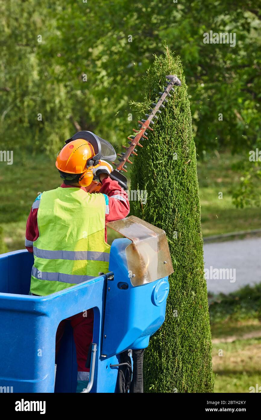 Gardener pruning a cypress tree with a chainsaw and a crane Stock Photo ...