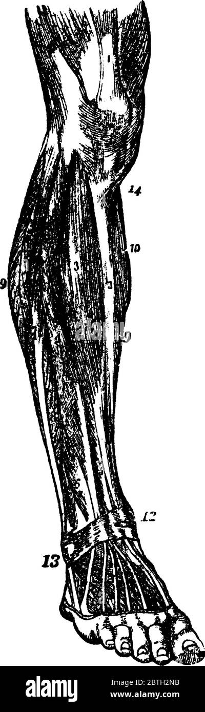 Muscles of the lower leg are shown they are responsible for the ...