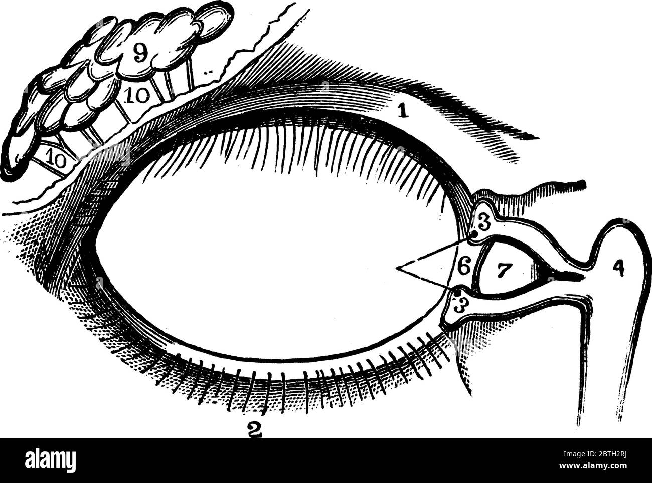Eye drainage Stock Vector Images - Alamy