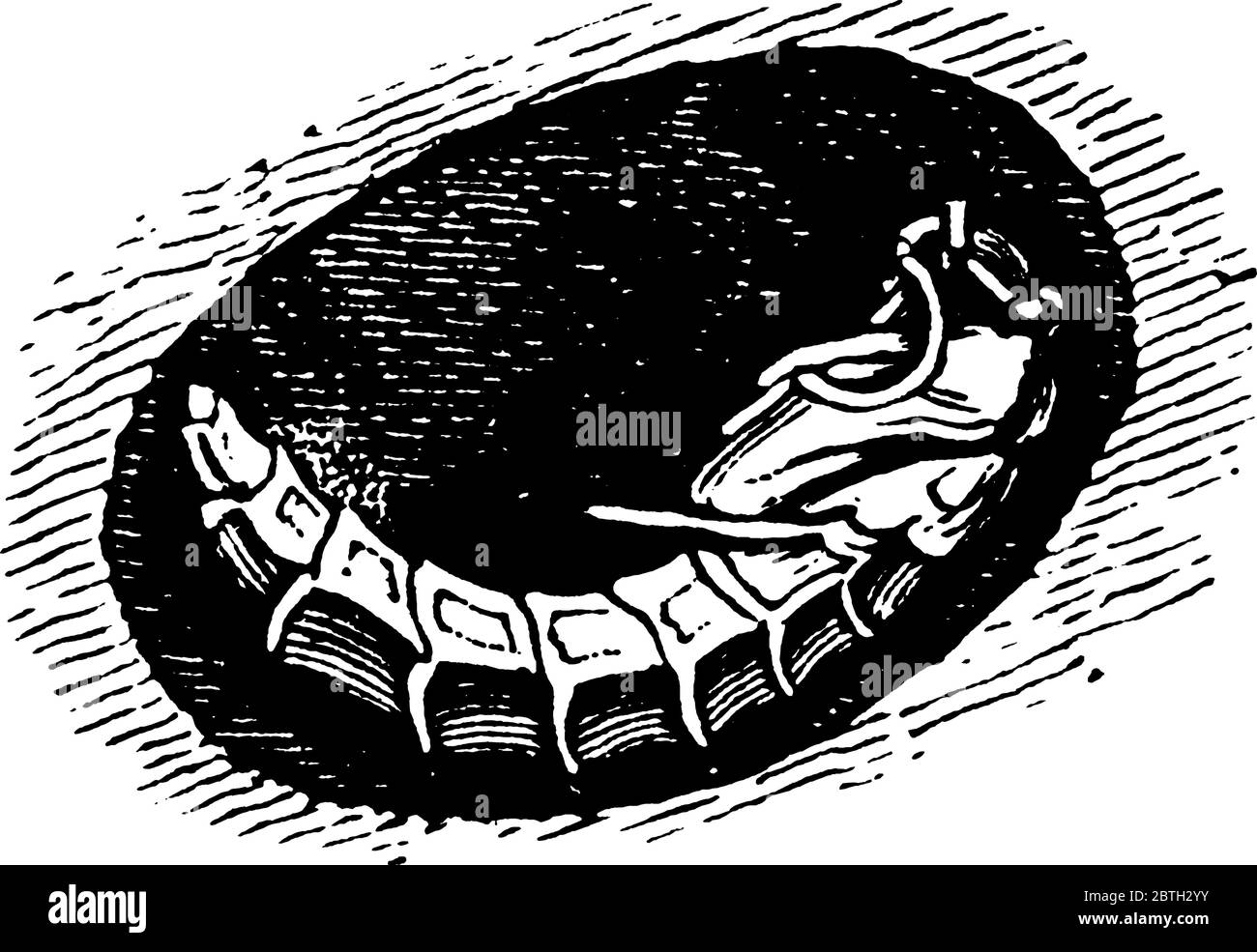 Fire flies are lightning bugs can be seen in night flying here and ...