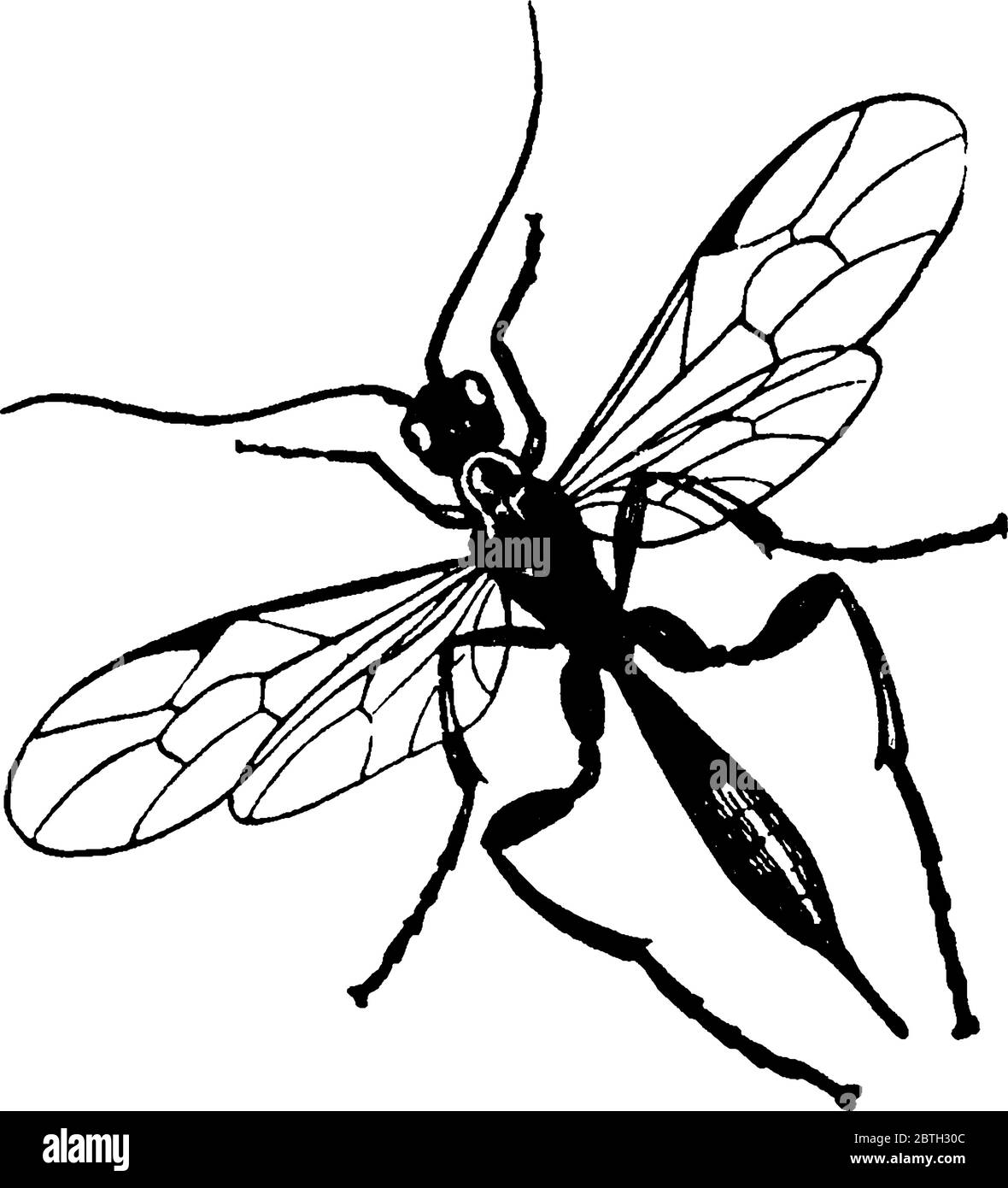 Parasite bugs hi-res stock photography and images - Alamy
