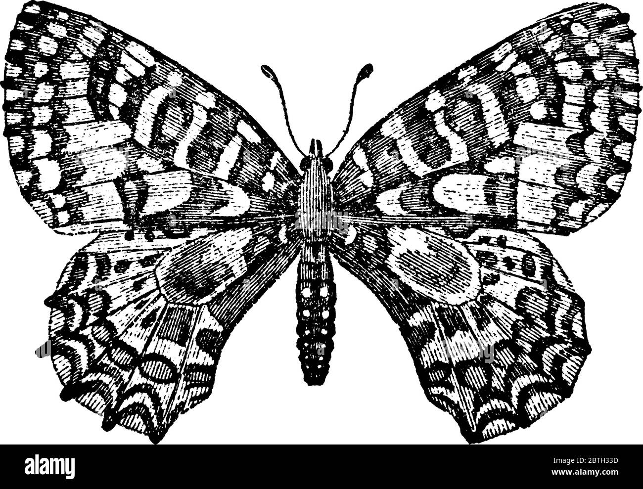 how to draw butterfly wing patterns
