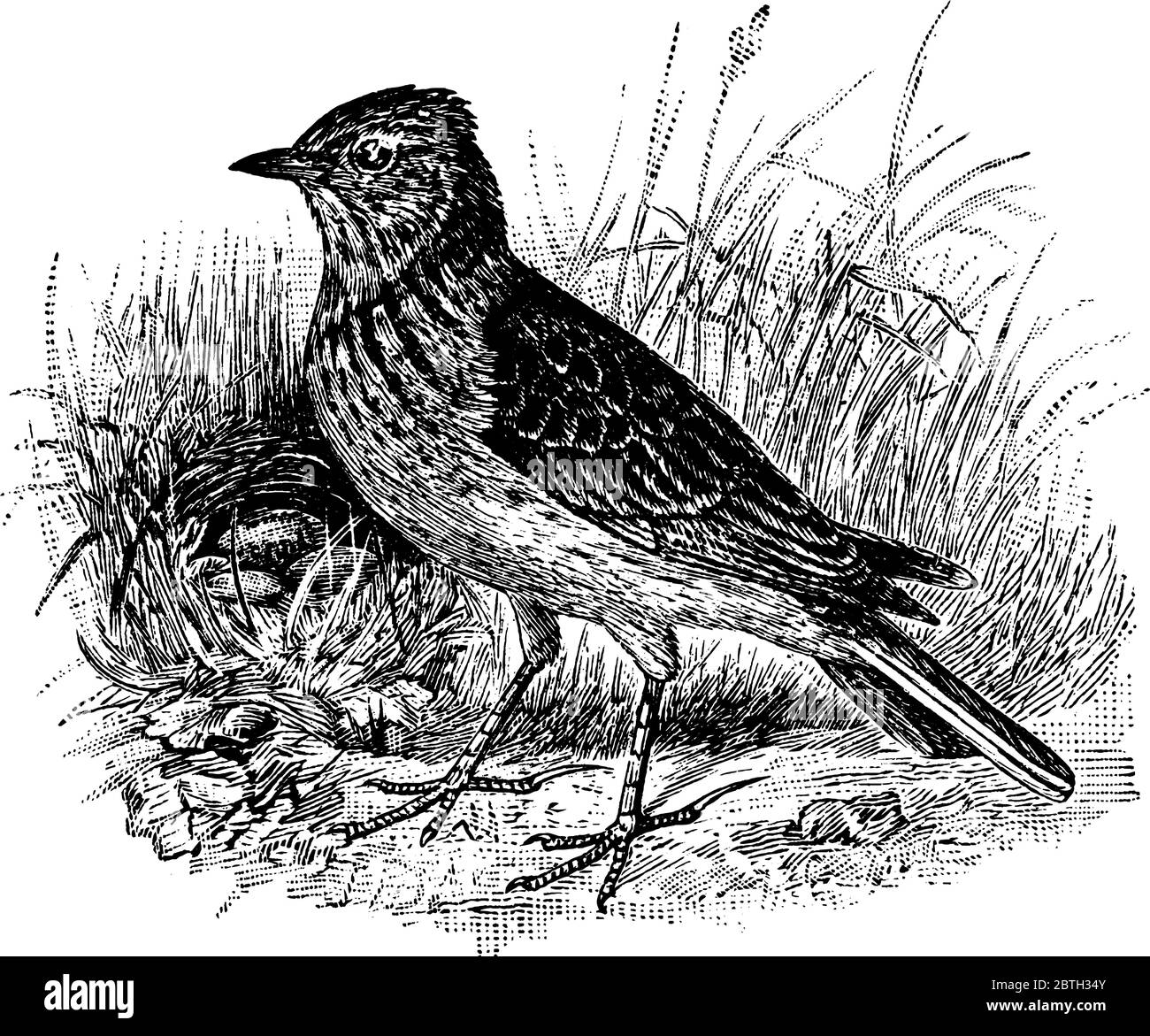 Skylarks flying Stock Vector Images - Alamy