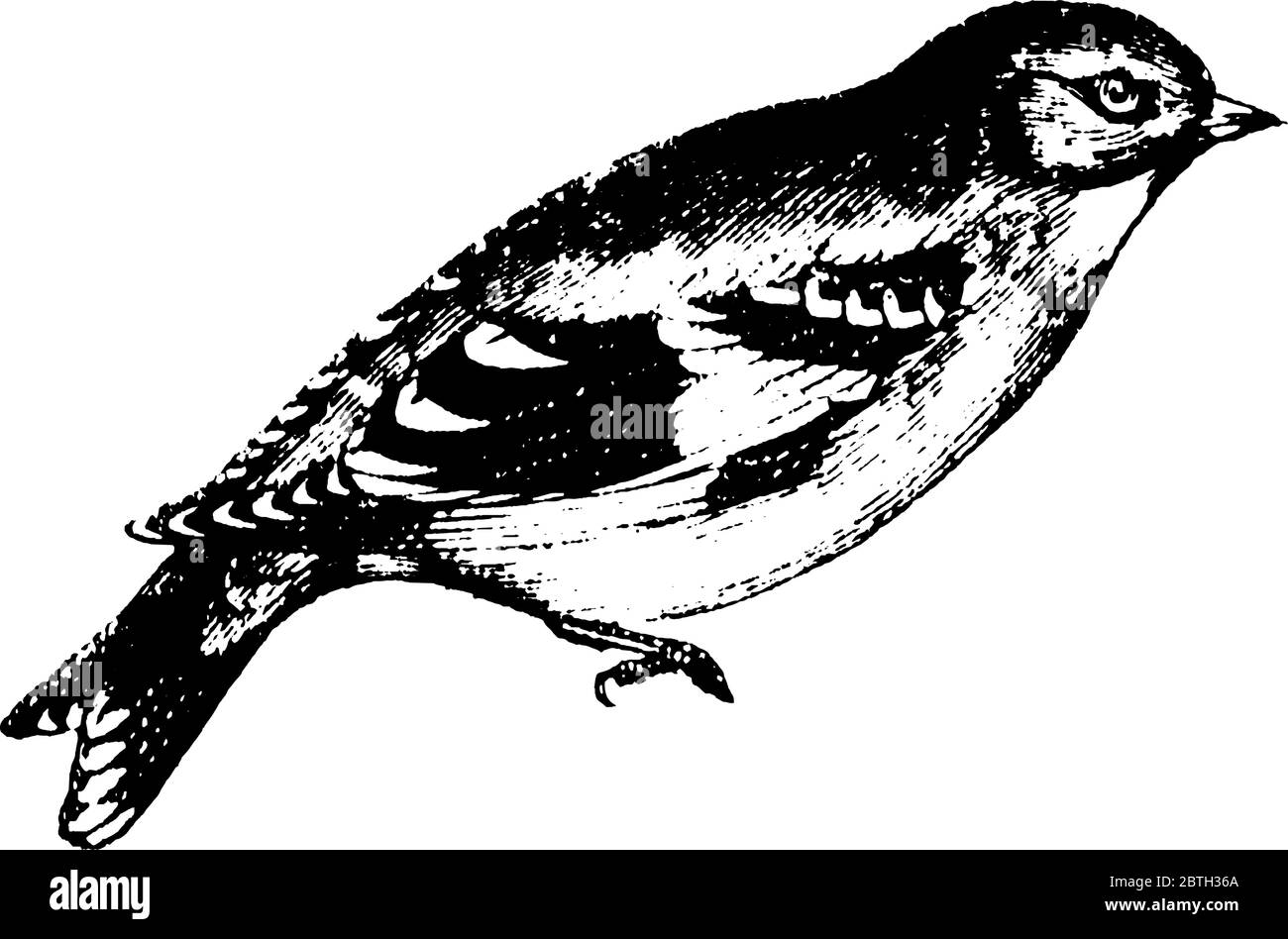 Colour face Black and White Stock Photos & Images - Alamy