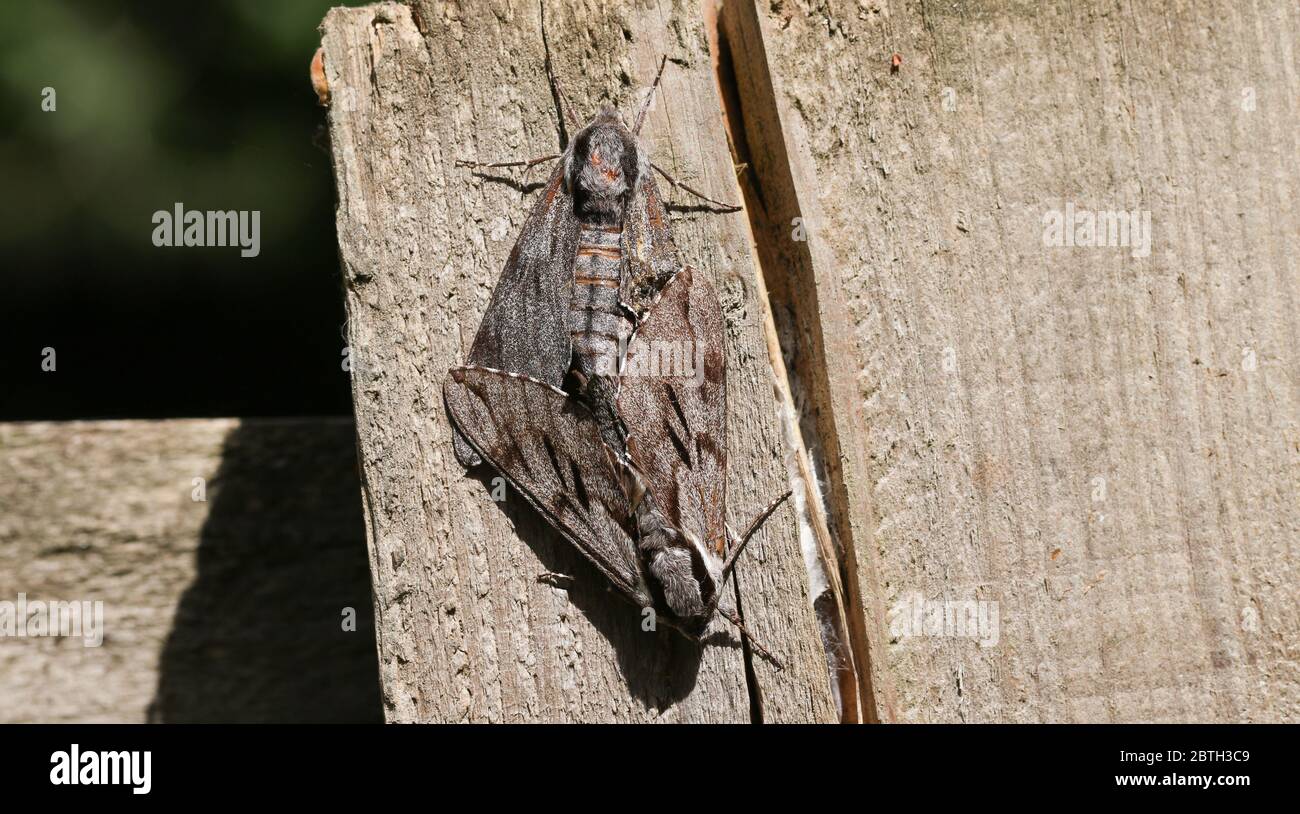 Selective mating hi-res stock photography and images - Alamy