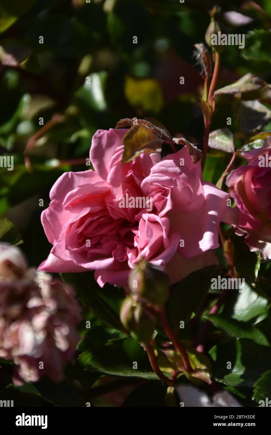 A photograph of a beautiful single pink rose in a garden Stock Photo ...