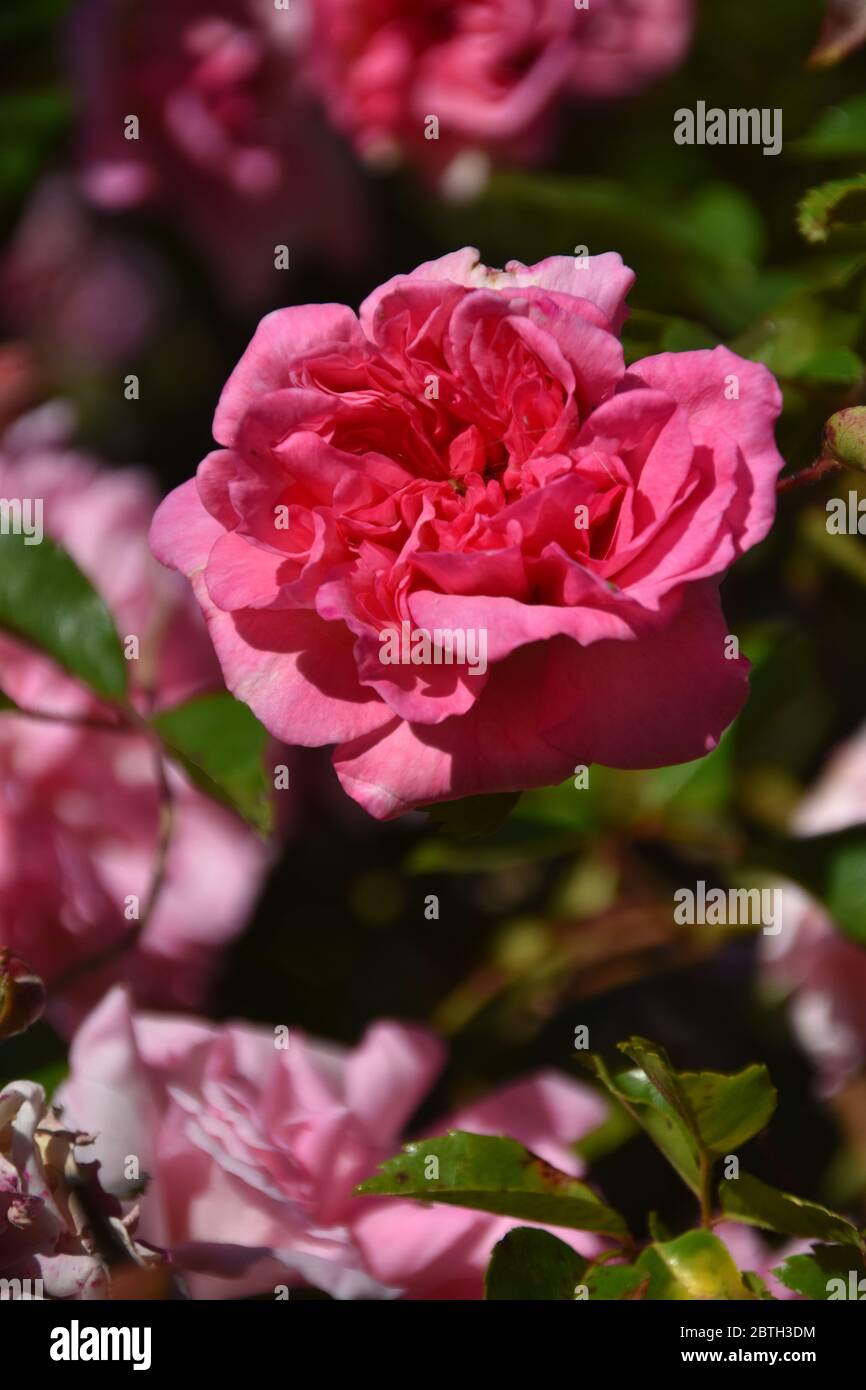A photograph of a beautiful single pink rose in a garden Stock Photo ...