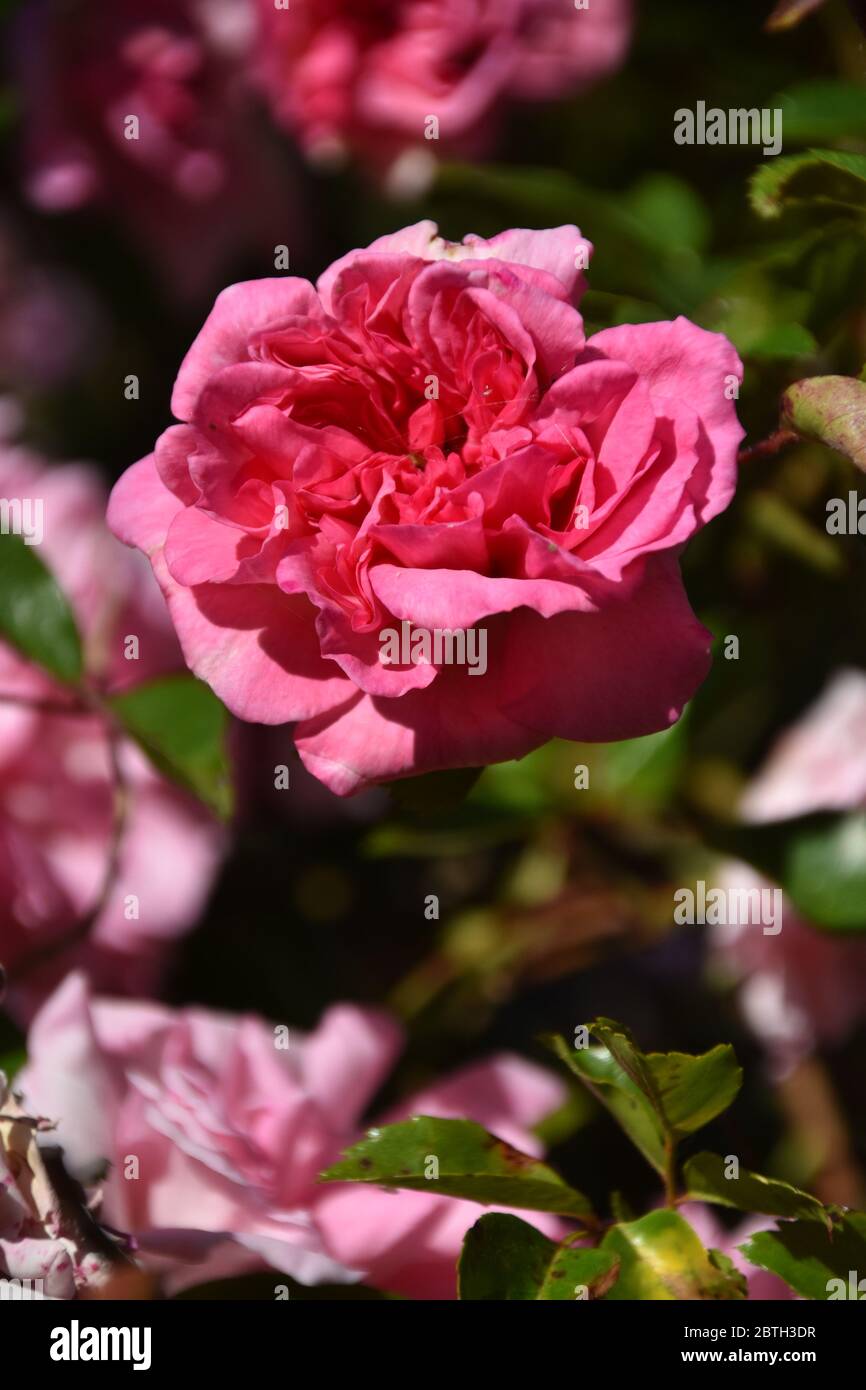 Photos of a single pink rose hi-res stock photography and images - Alamy