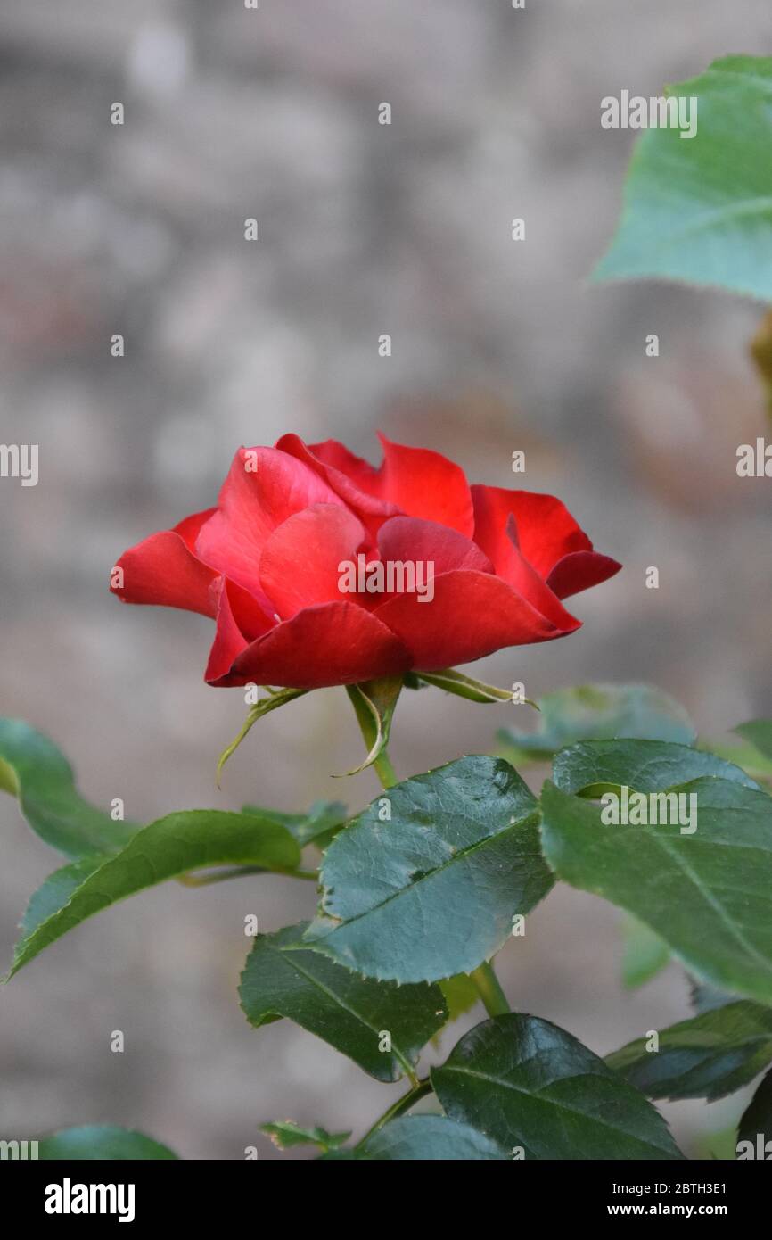 Beautiful Single Red Roses