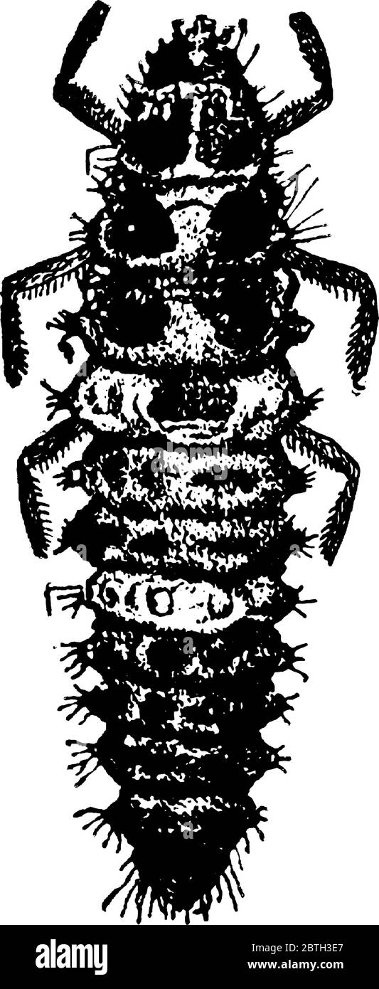 The larva of a Ladybird beetle with very dark mottled markings on their ...