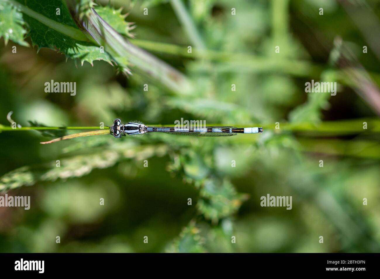 Looking down on an immature male common blue damselfly, Enallagma ...