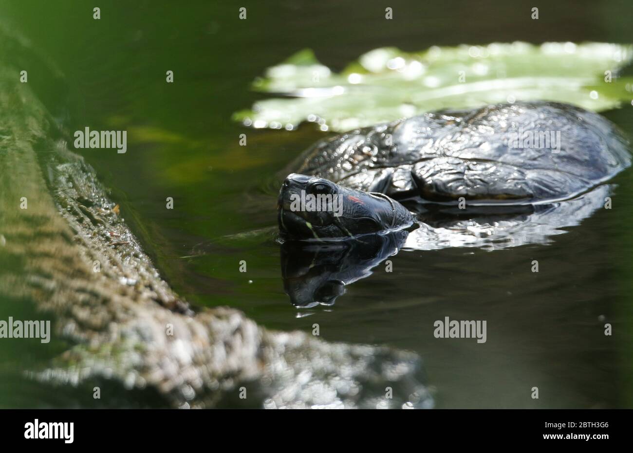 A hunting Yellow-bellied Slider, Trachemys scripta scripta, or water ...
