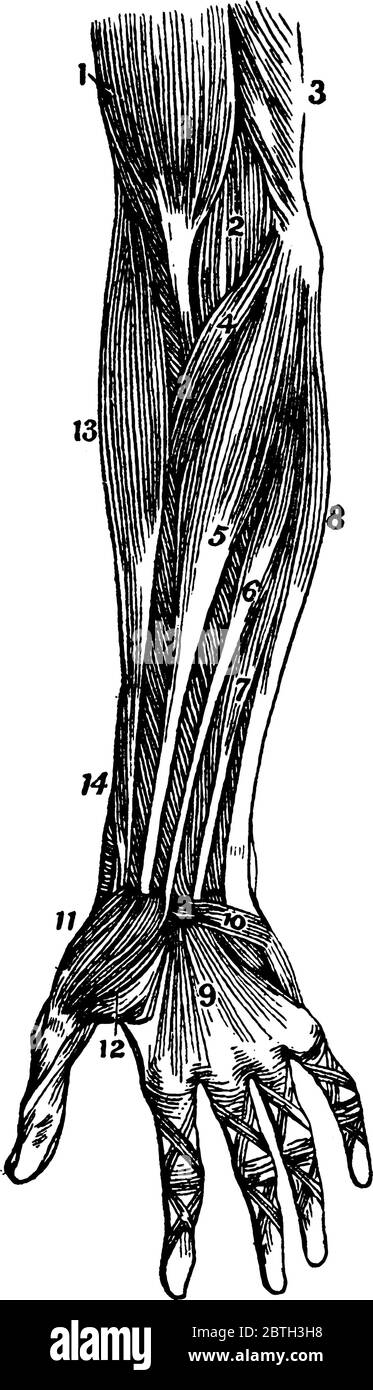 Muscles of the forearm include flexor and extensors and these muscles ...