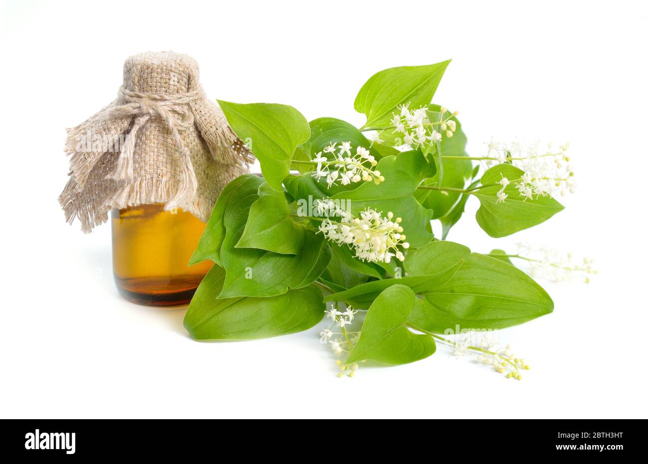 Maianthemum bifolium, false lily of the valley or May lily Stock Photo ...