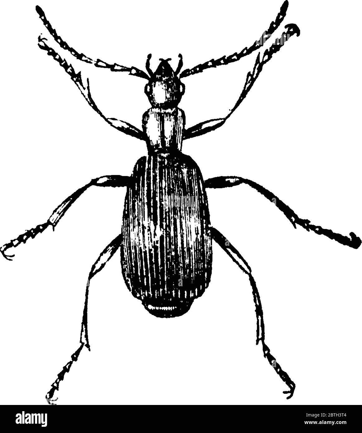 Bombardier beetles Black and White Stock Photos & Images - Alamy