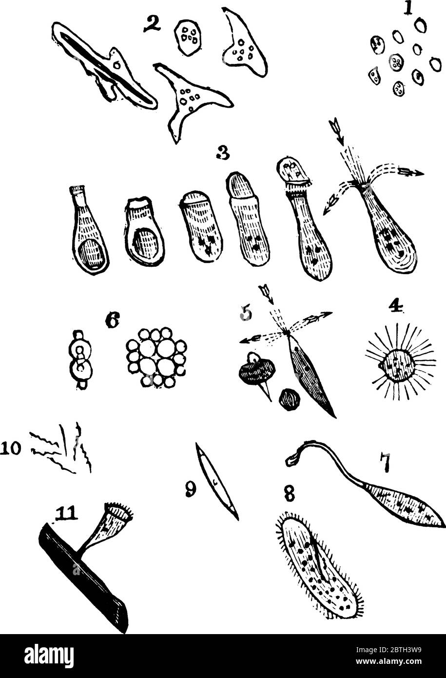 Euglena hi-res stock photography and images - Alamy