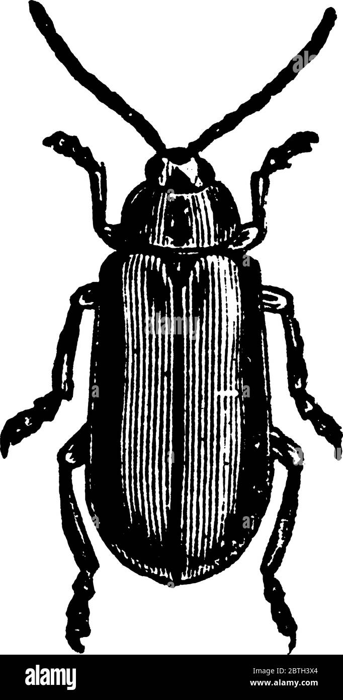 Adult body of Elm-leaf beetle having two hind legs and two forelegs ...