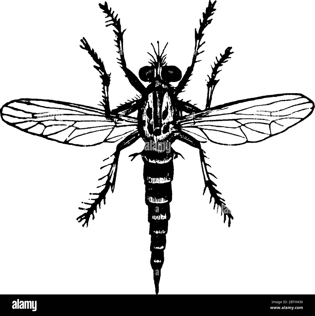 An insect in the Asilidae family of robber flies, vintage line drawing ...