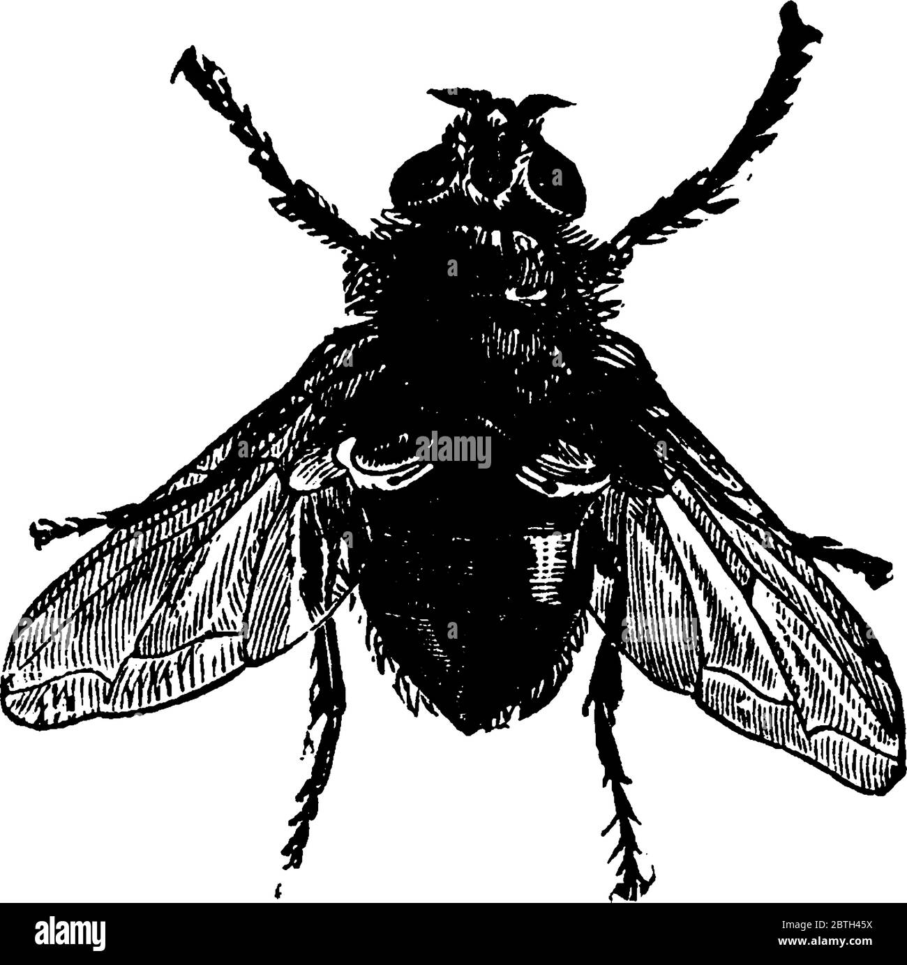 Calliphora species Stock Vector Images - Alamy