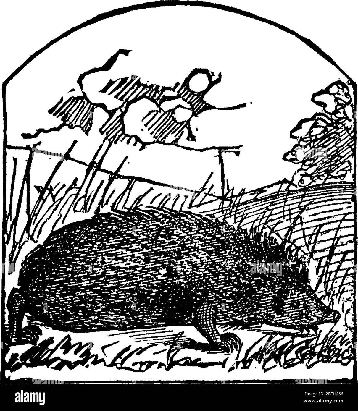 A hedgehog is any of the spiny mammals of the subfamily Erinaceinae, in ...