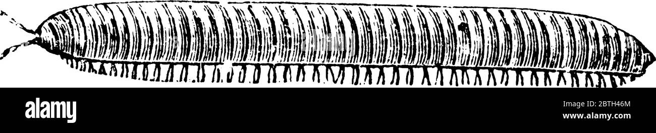 Insect having large number of legs and insect feed on decaying ...