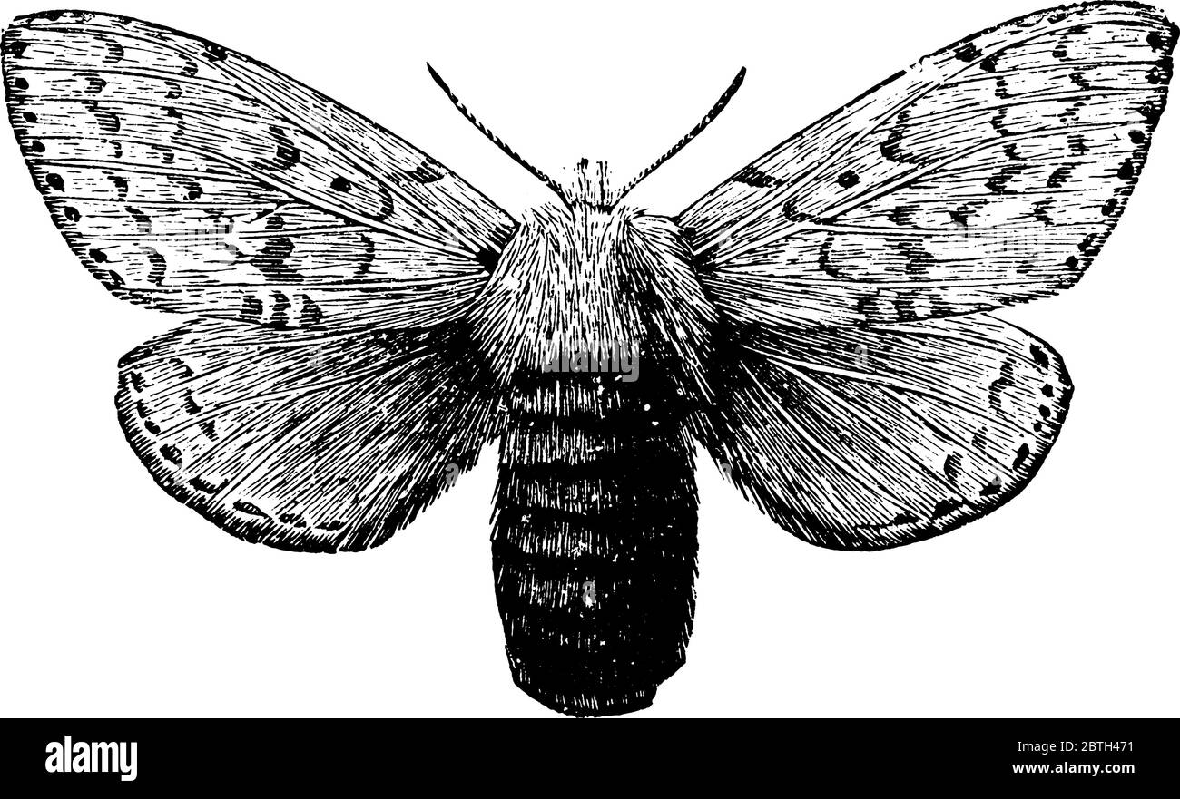 Bright colored fly with slender antennae fly in day, vintage line ...