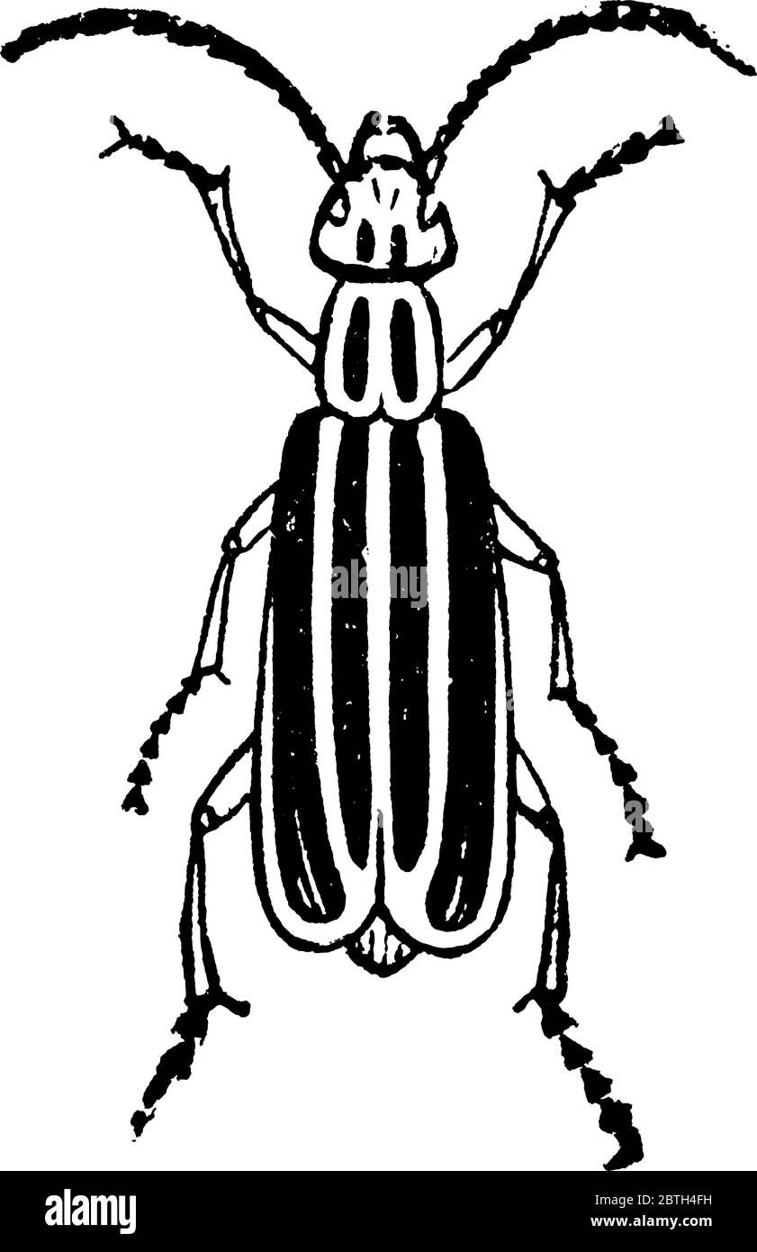 Blister Beetle insect known for its blistering secretions, vintage line ...