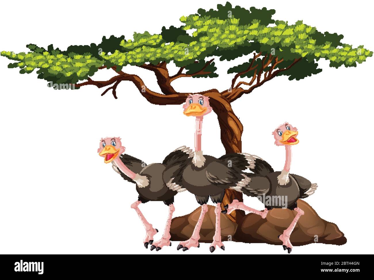 Group of ostrich under the tree on white background illustration Stock ...