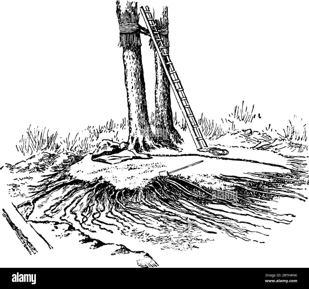 Large trees are removed from their places and kept elongated to be ...